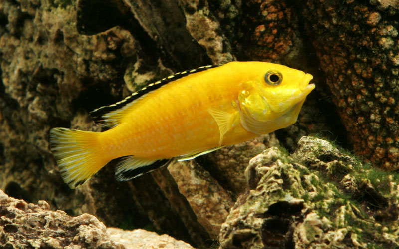 African Cichlids - Page 3 of 10 - Amazing Cichlids